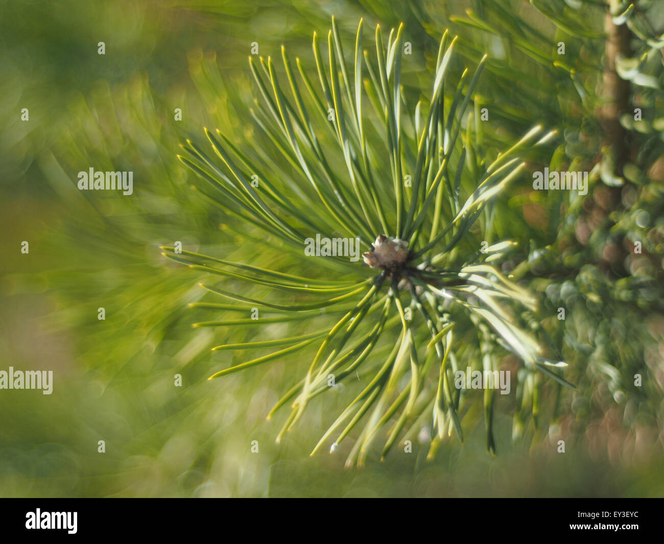 sprig of pine in the forest Stock Photo - Alamy