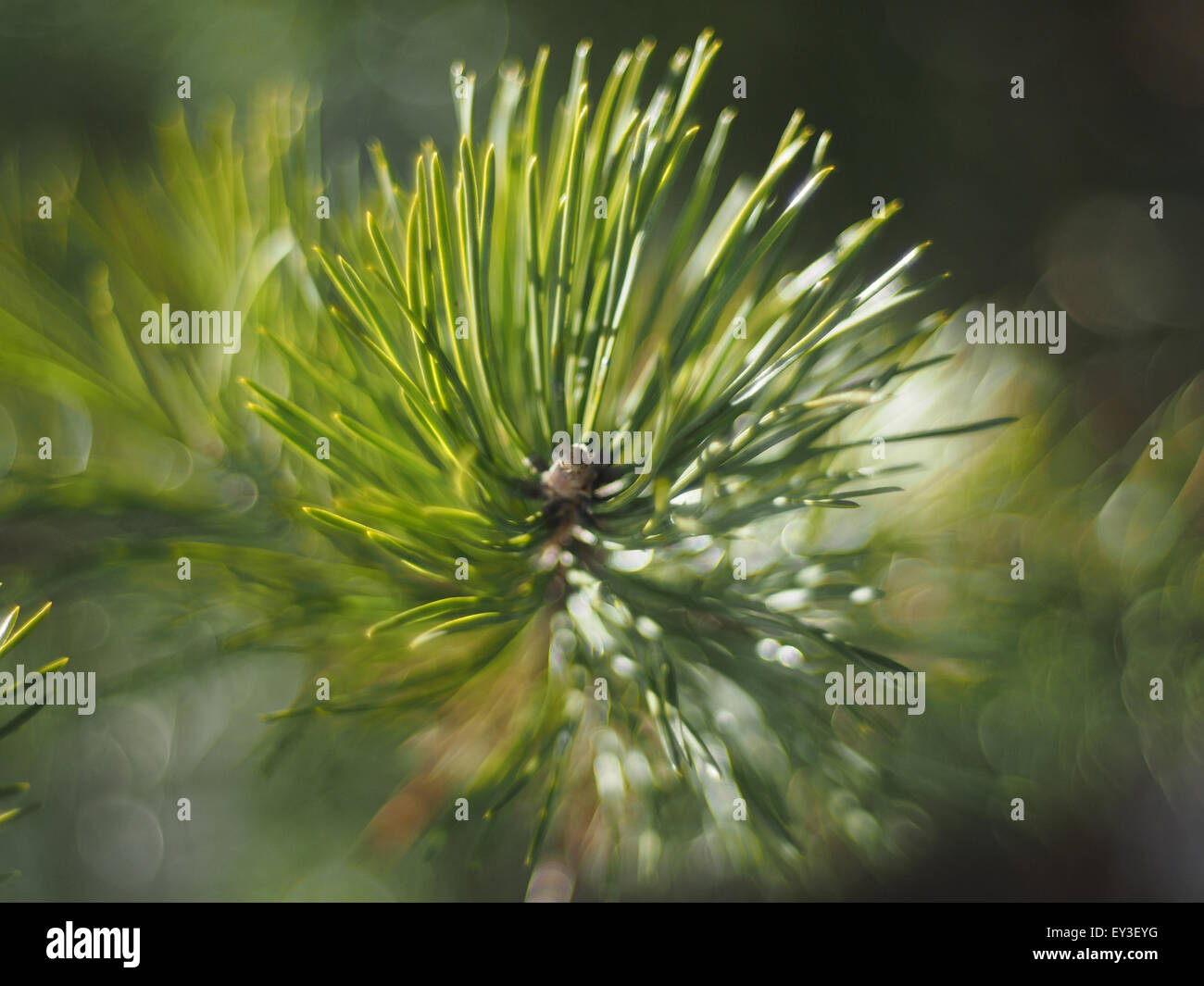 sprig of pine in the forest Stock Photo - Alamy