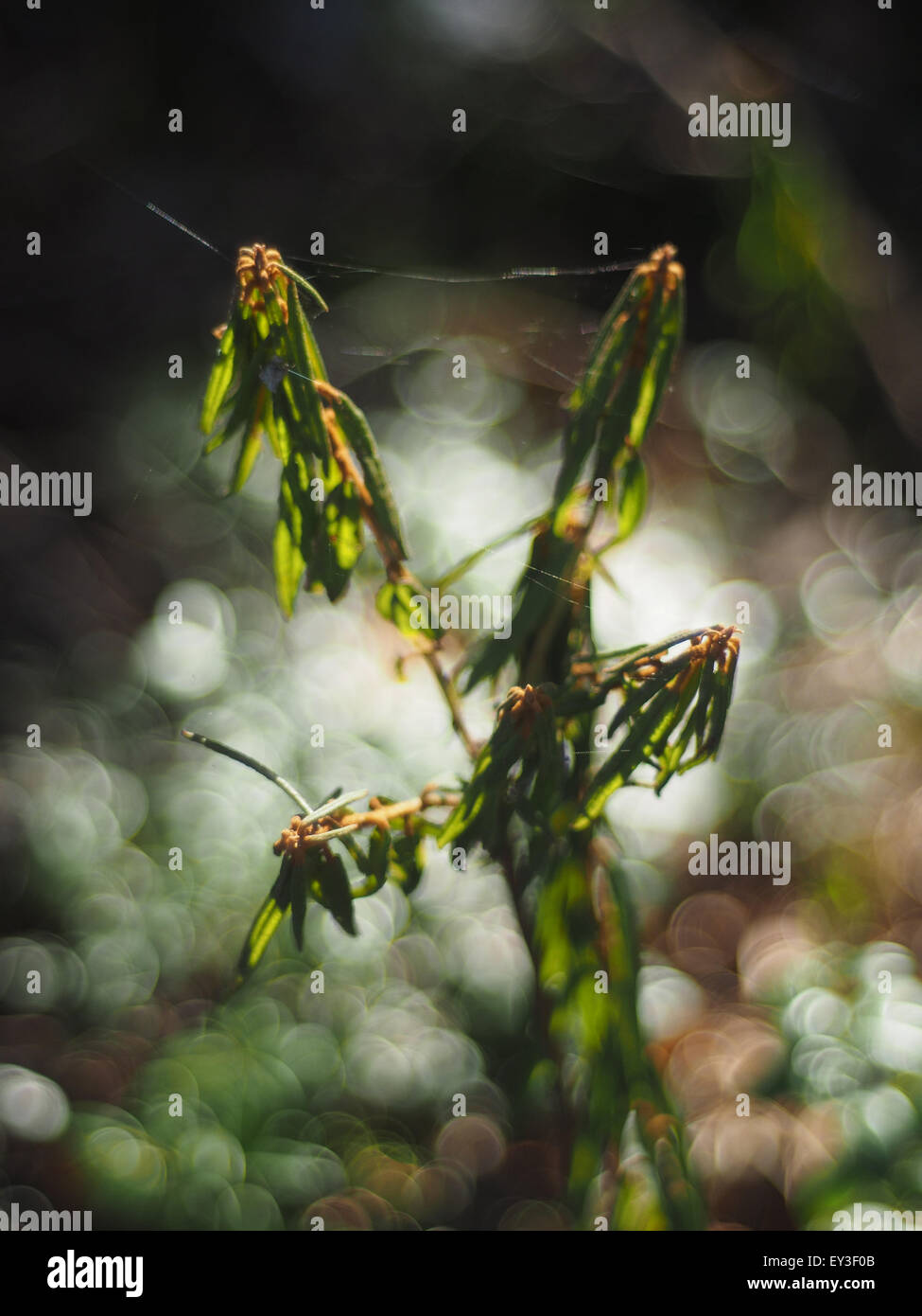 Labrador tea leaves hi-res stock photography and images - Alamy
