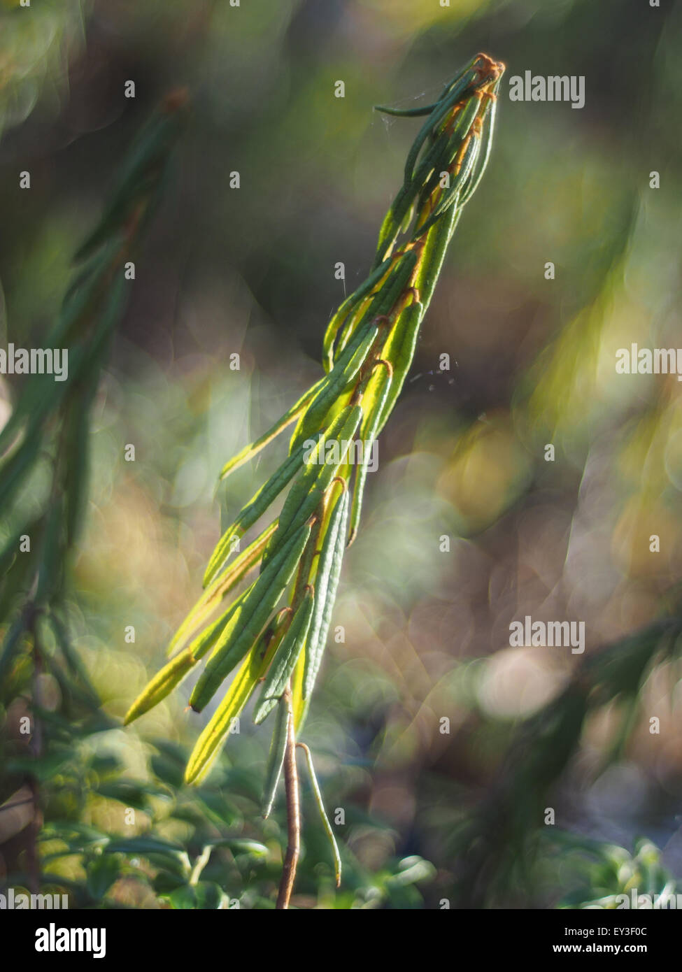 Labrador tea leaves hi-res stock photography and images - Alamy