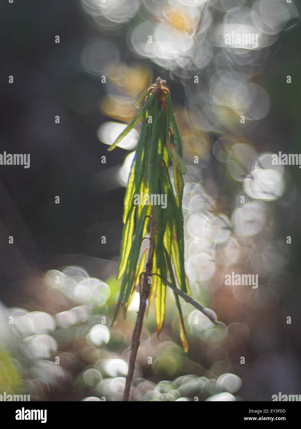 Bog labrador tea hi-res stock photography and images - Alamy