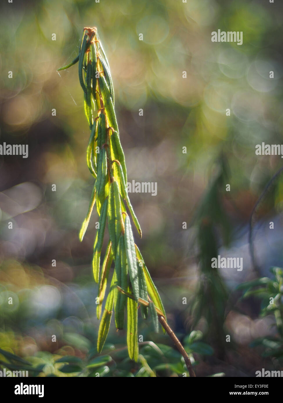 Labrador tea leaves hi-res stock photography and images - Alamy