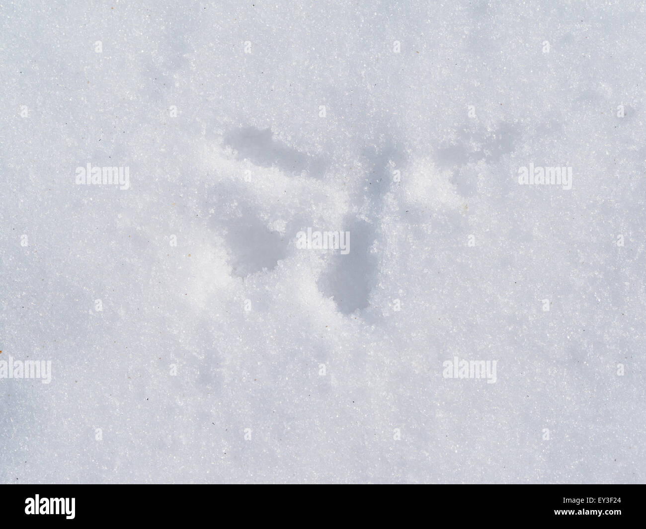 Bird leaving track hi-res stock photography and images - Alamy