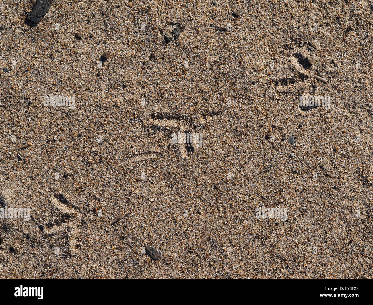 Bird leaving track hi-res stock photography and images - Alamy