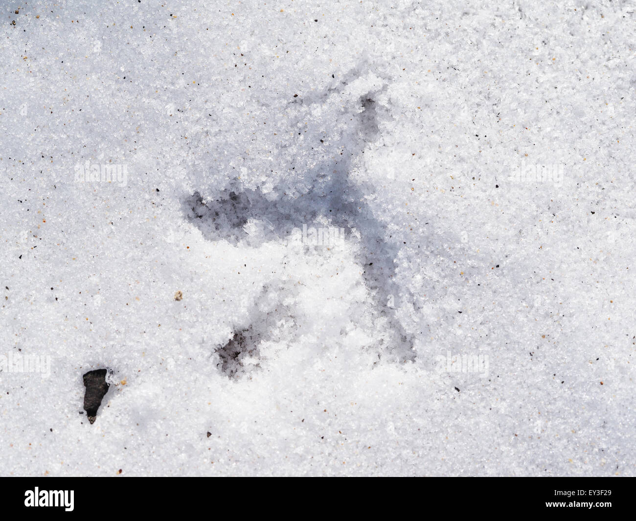 Bird leaving track hi-res stock photography and images - Alamy