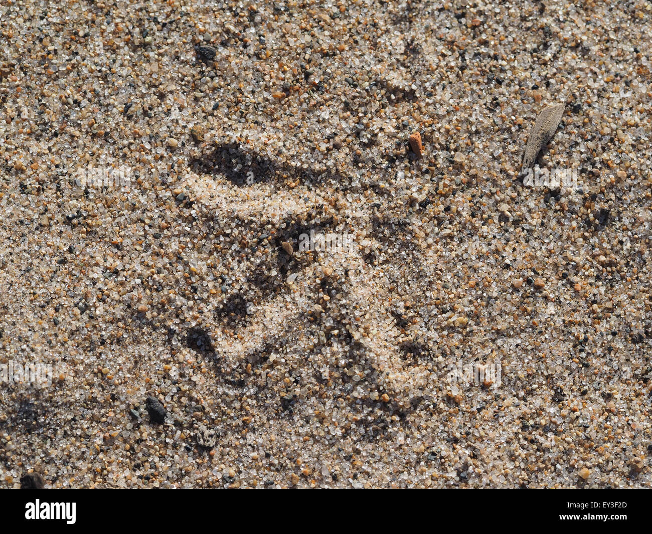 Bird leaving track hi-res stock photography and images - Alamy