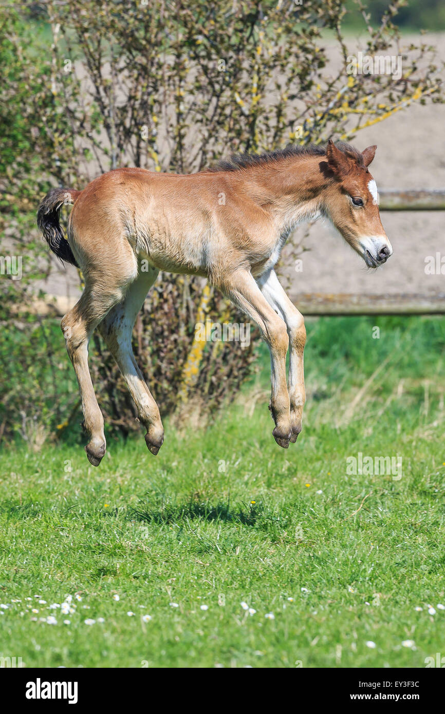 Connemara pony jumping hi-res stock photography and images - Alamy