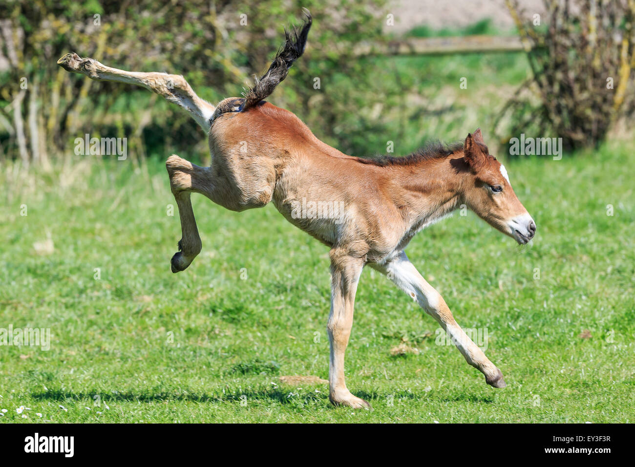 Connemara pony jumping hi-res stock photography and images - Alamy