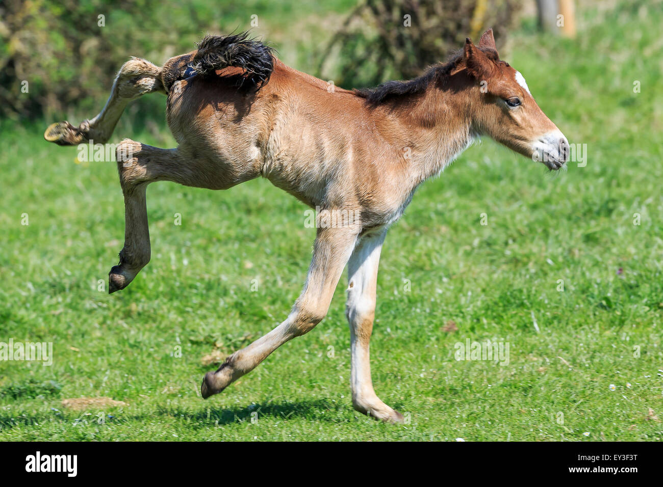 Connemara pony jumping hi-res stock photography and images - Alamy