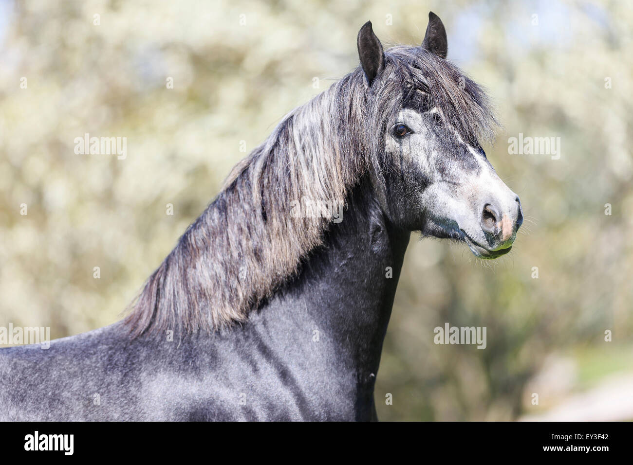 Connemara Pony. Portrait of a gray stallion. Germany Stock Photo - Alamy