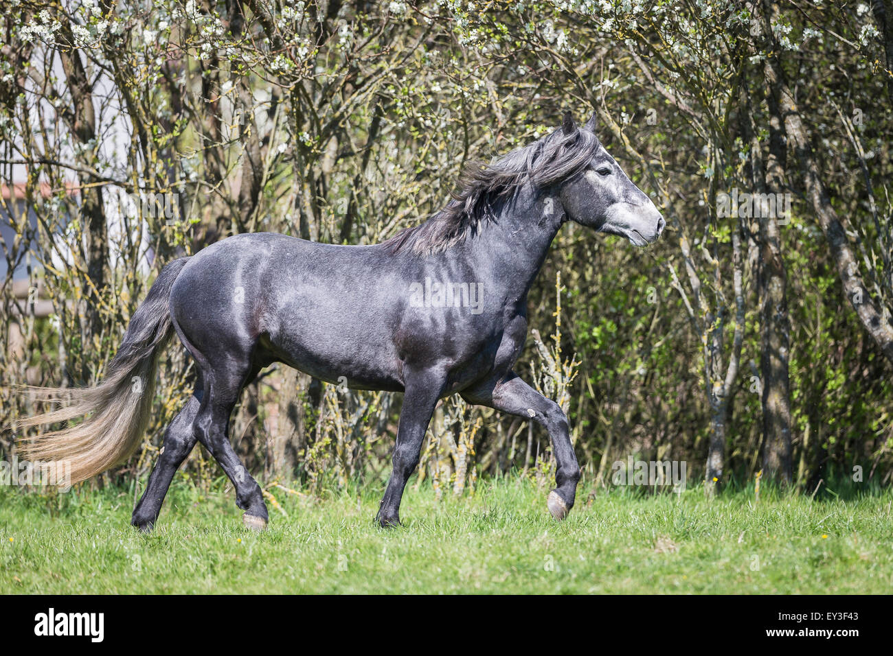 Connemara Pony. Gray stallion trotting on a pasture. Germany Stock Photo - Alamy
