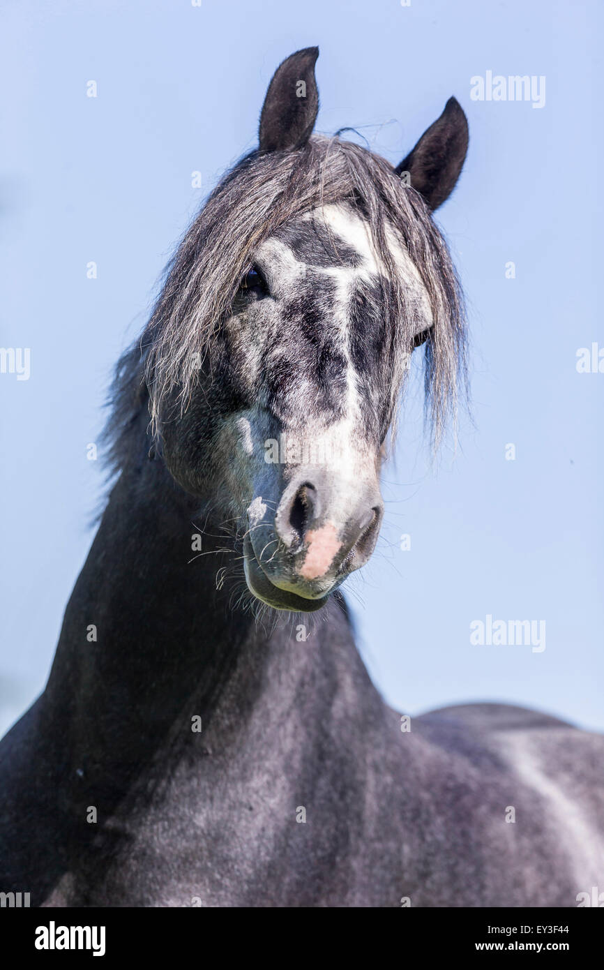 Connemara Pony. Portrait of a gray stallion. Germany Stock Photo - Alamy