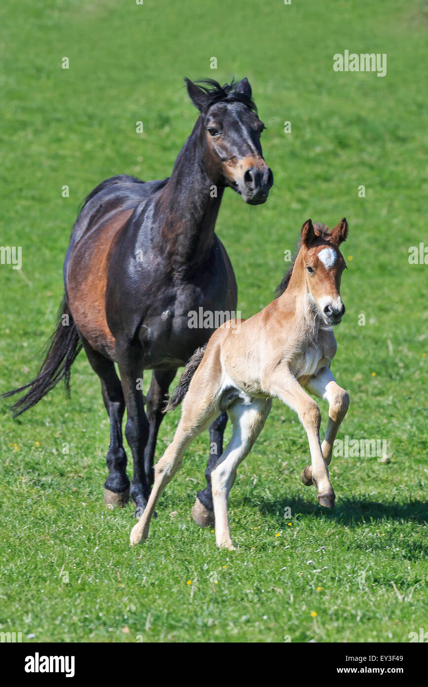 Connemara Pony. Bay mare with her foal on a pasture. Germany Stock ...