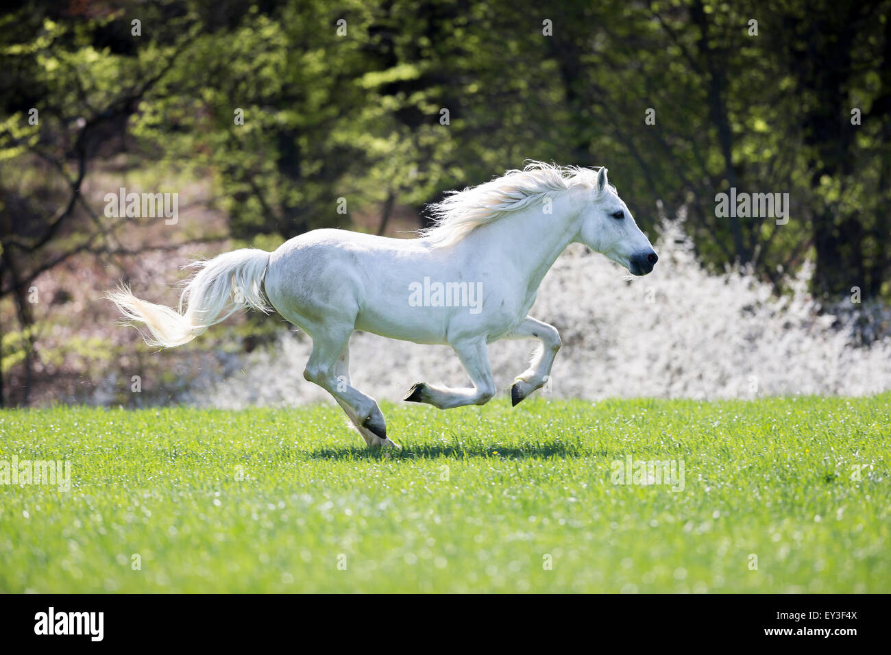 Connemara Pony. Gray stallion galloping on a pasture. Germany Stock Photo - Alamy