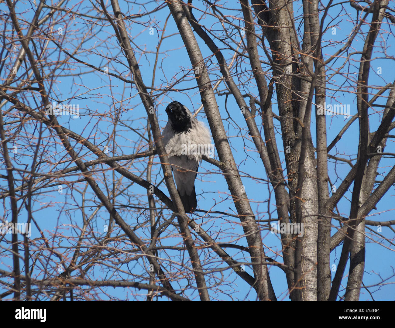 crow bird on a tree Stock Photo - Alamy