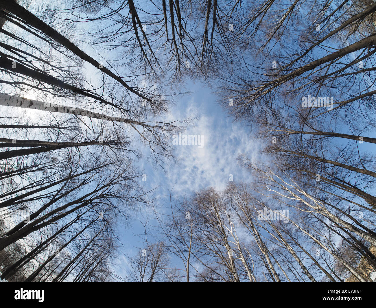 crown of trees in winter Stock Photo - Alamy