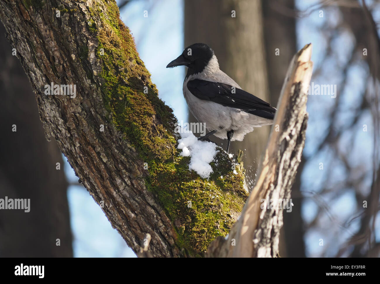 crow bird on a tree Stock Photo - Alamy