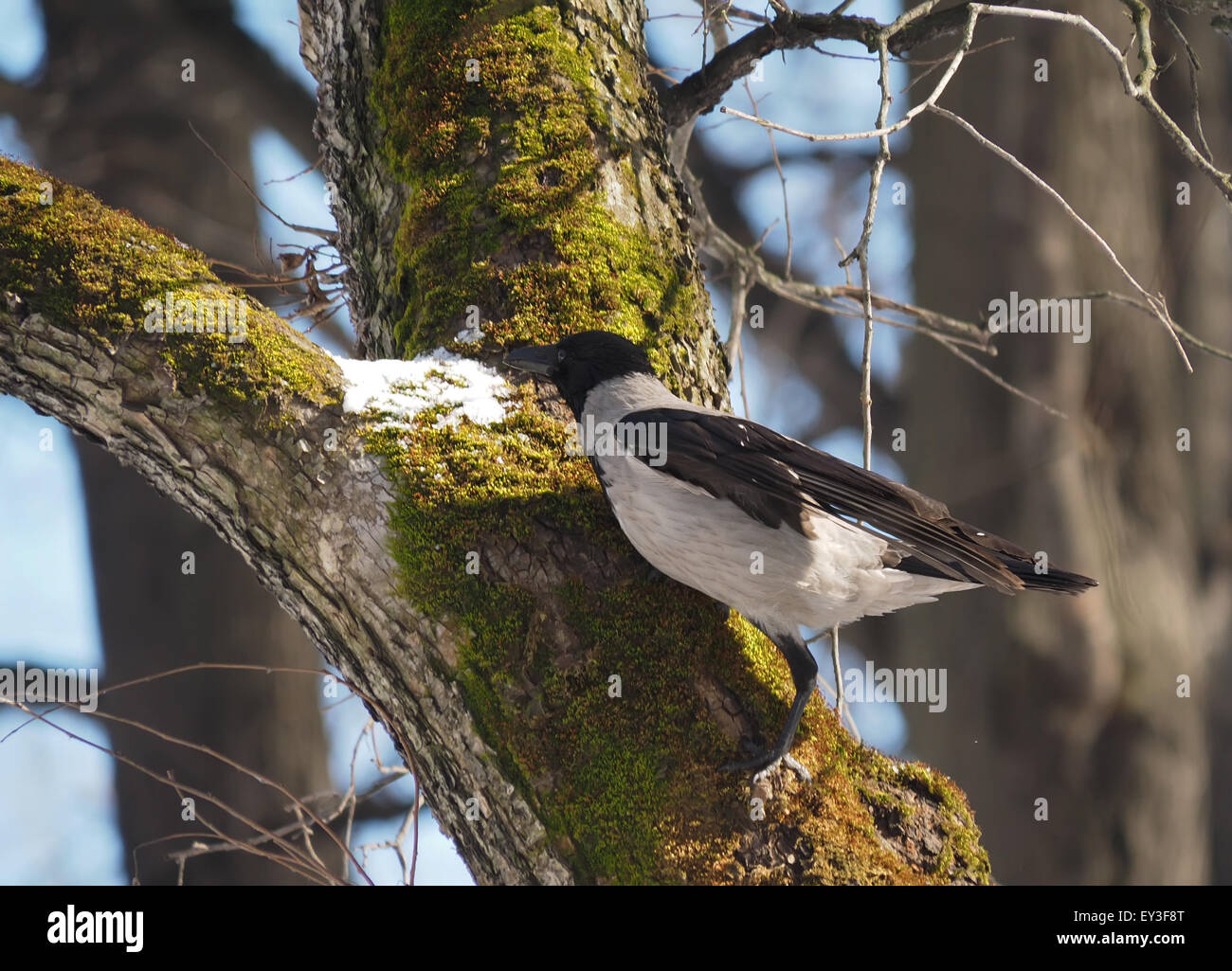 crow bird on a tree Stock Photo - Alamy