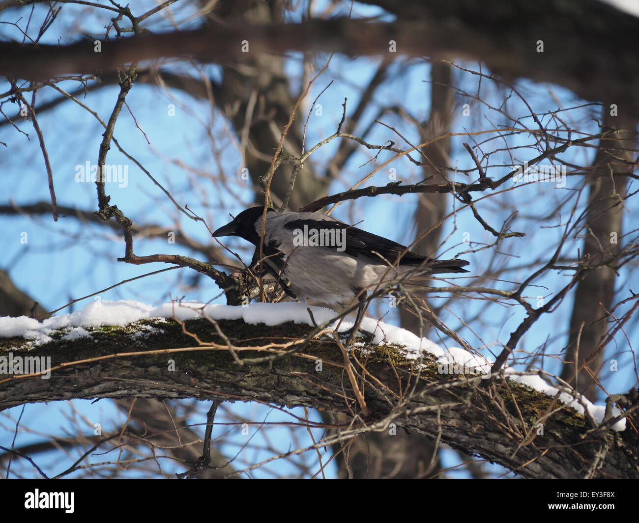 crow bird on a tree Stock Photo - Alamy