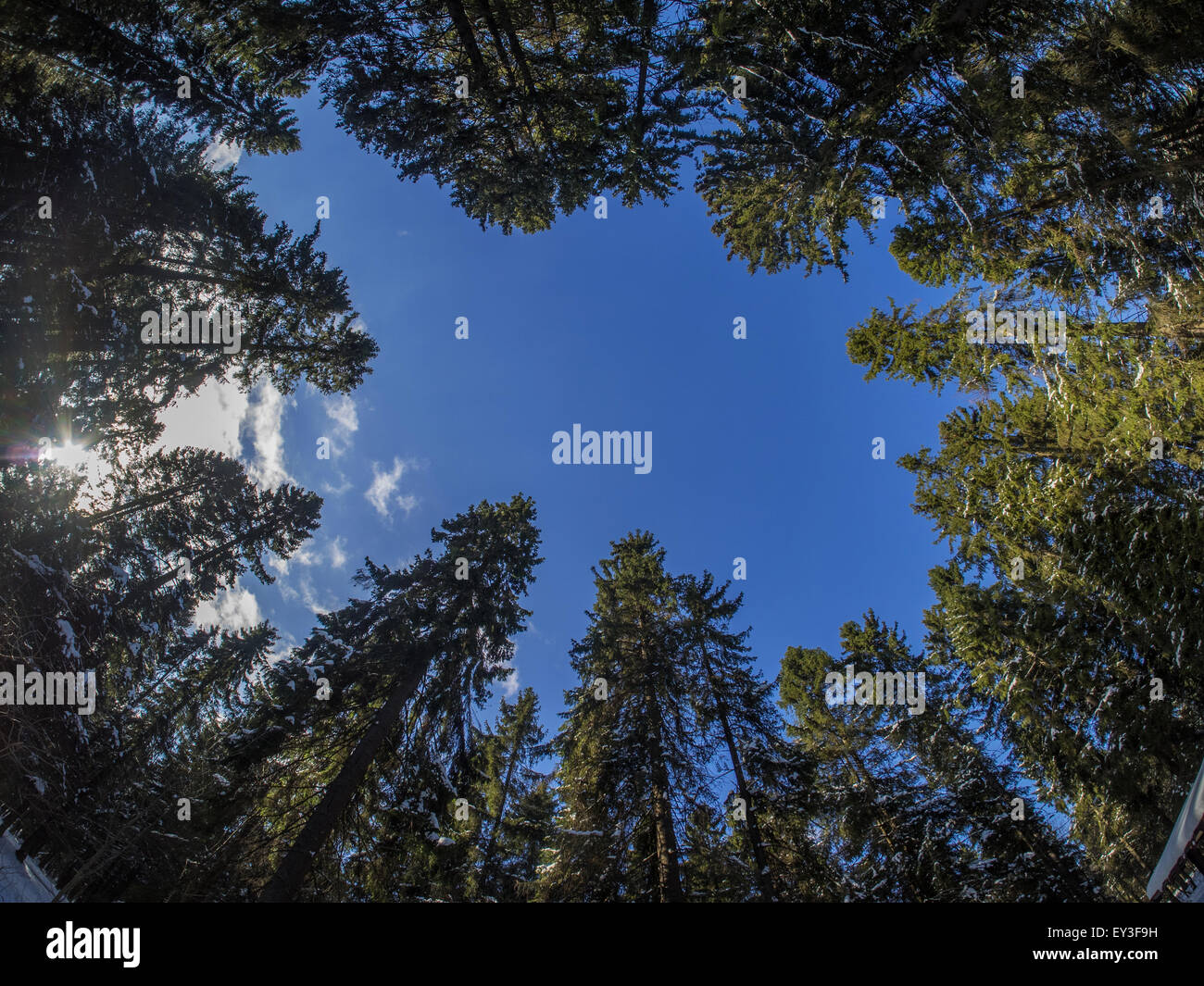 the trees in the spruce forest Stock Photo - Alamy