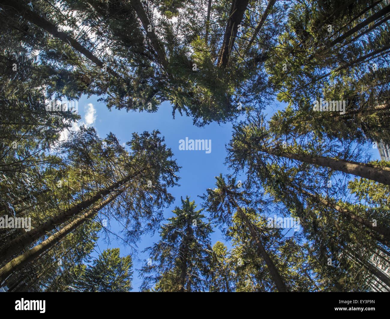 the trees in the spruce forest Stock Photo - Alamy