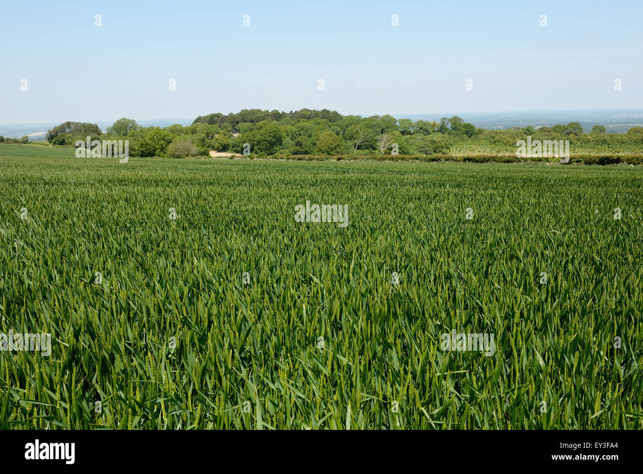 50 ears hi-res stock photography and images - Alamy