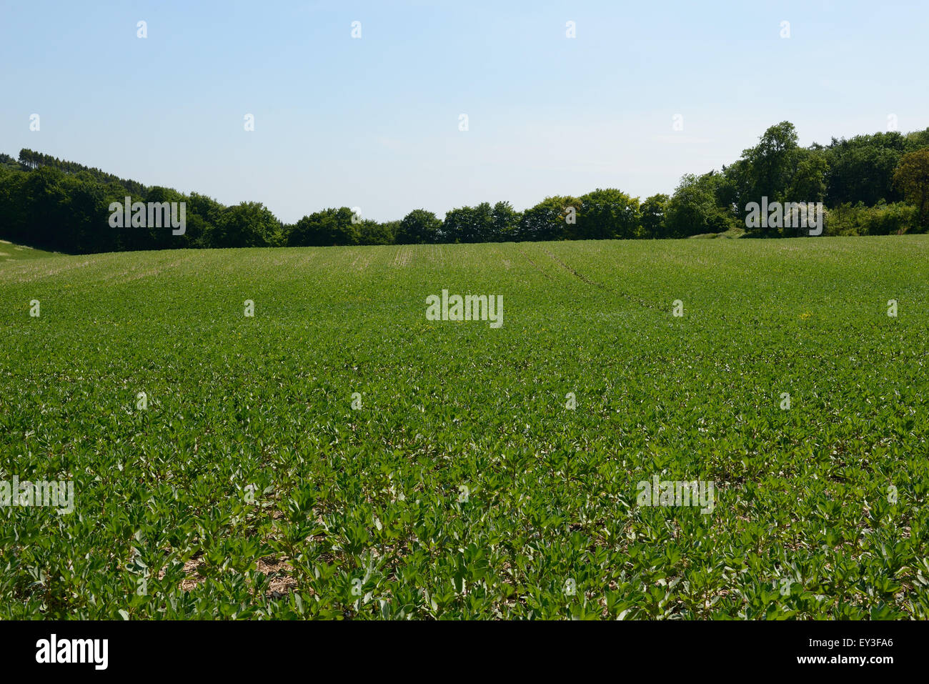 Young crop of field beans sown in minimal cultivation on downland soil ...