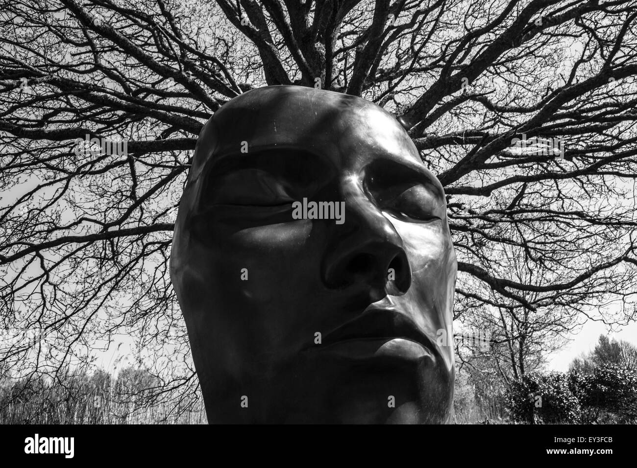 Sculptured head with tree in background Stock Photo - Alamy