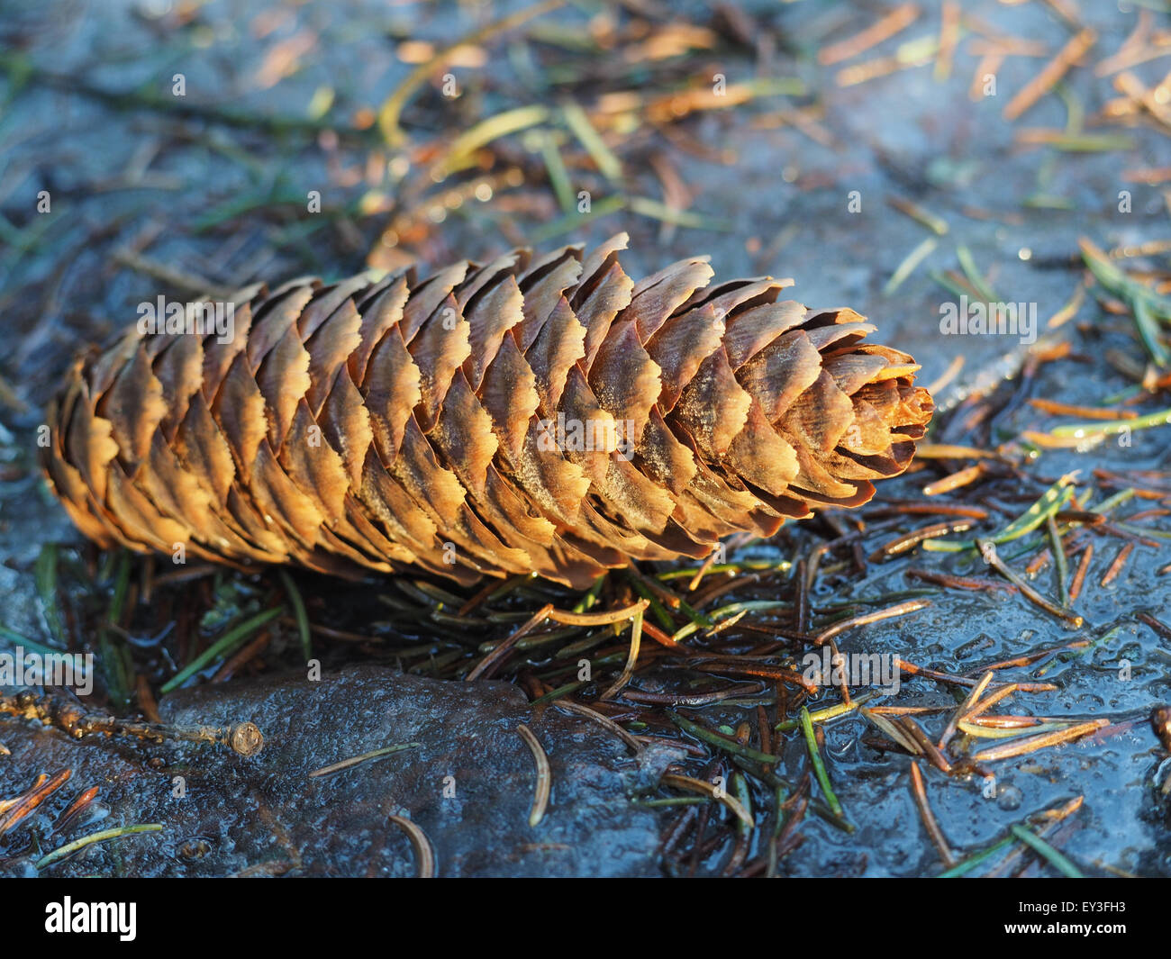 fir cones in the forest Stock Photo - Alamy