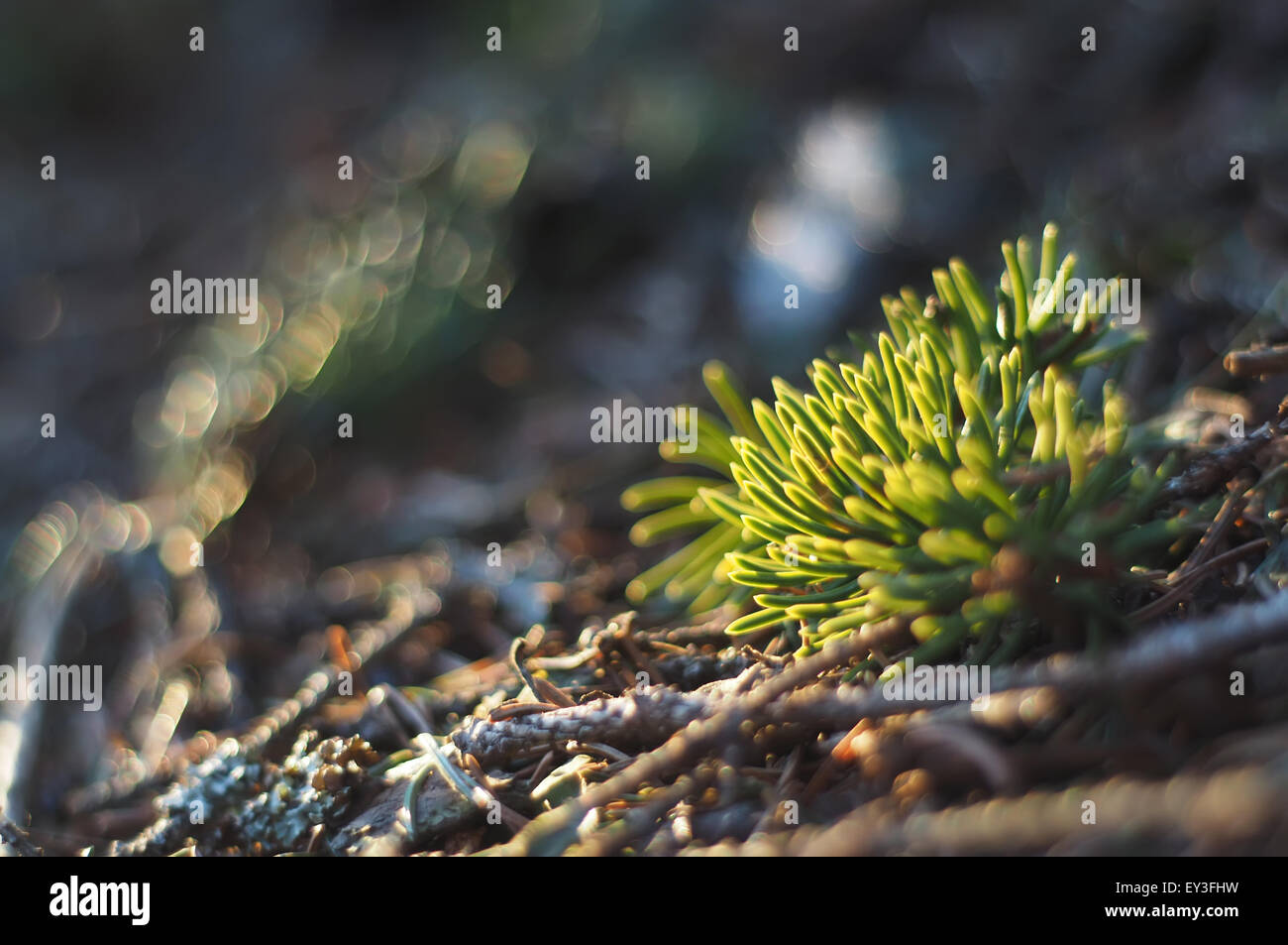 fur-tree branch in the forest Stock Photo - Alamy