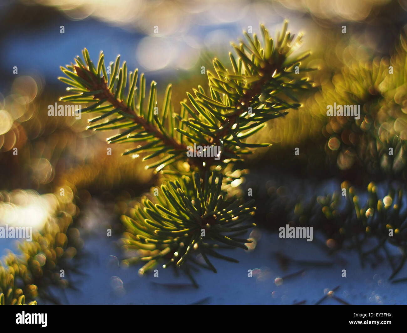 fur-tree branch in the forest Stock Photo - Alamy