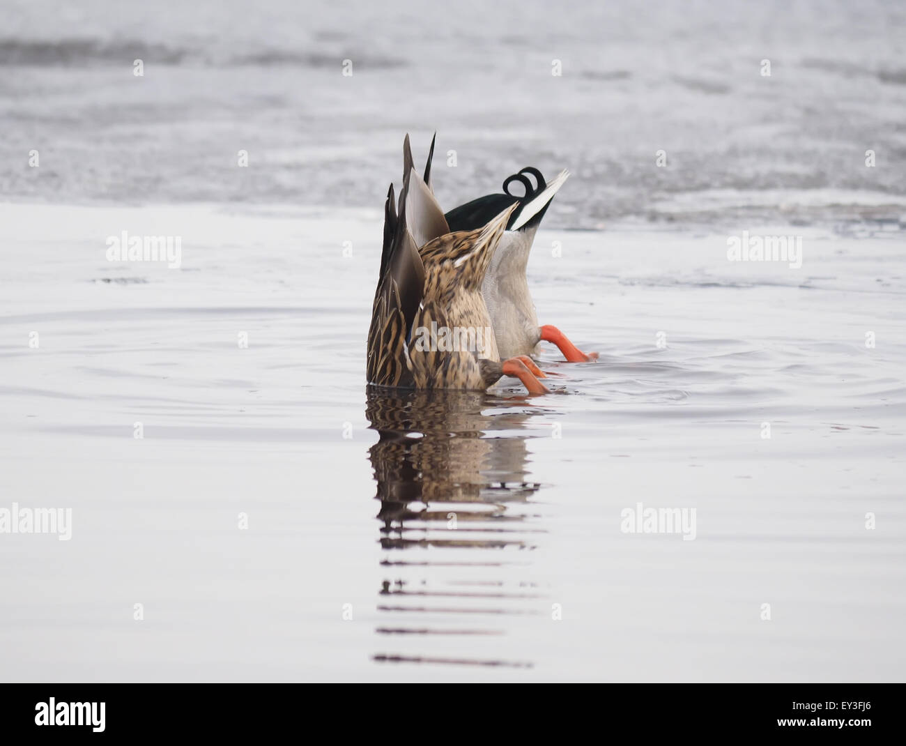 ducks swim upside down Stock Photo - Alamy