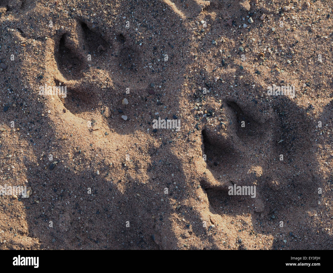 dog paw footprint in the sand Stock Photo - Alamy