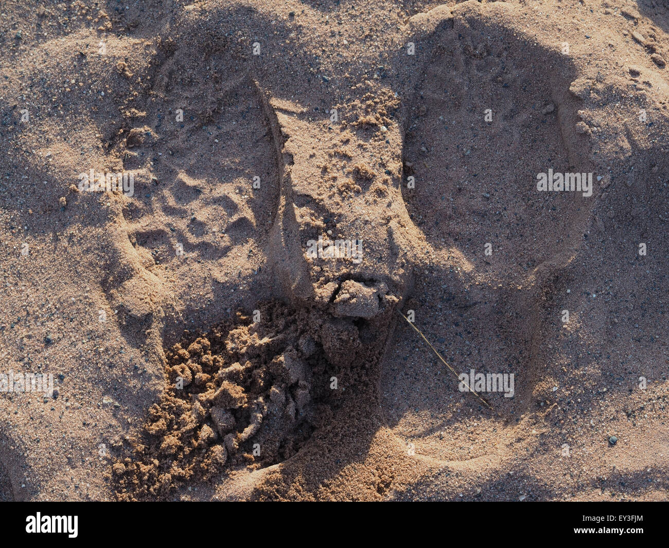 track shoe in the sand Stock Photo - Alamy