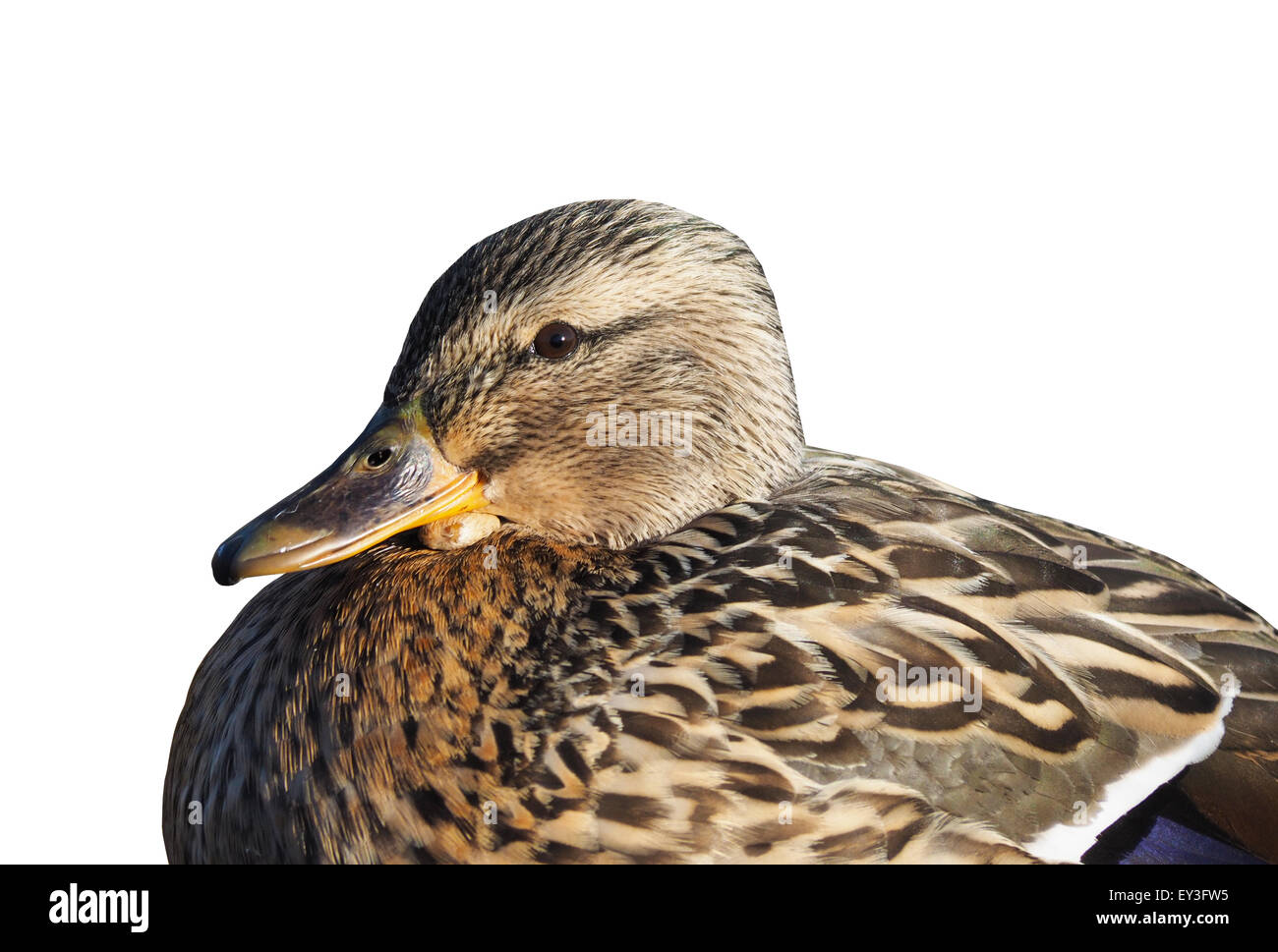 duck on a white background Stock Photo - Alamy