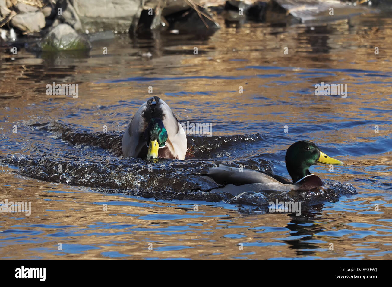 duck on the lake Stock Photo - Alamy