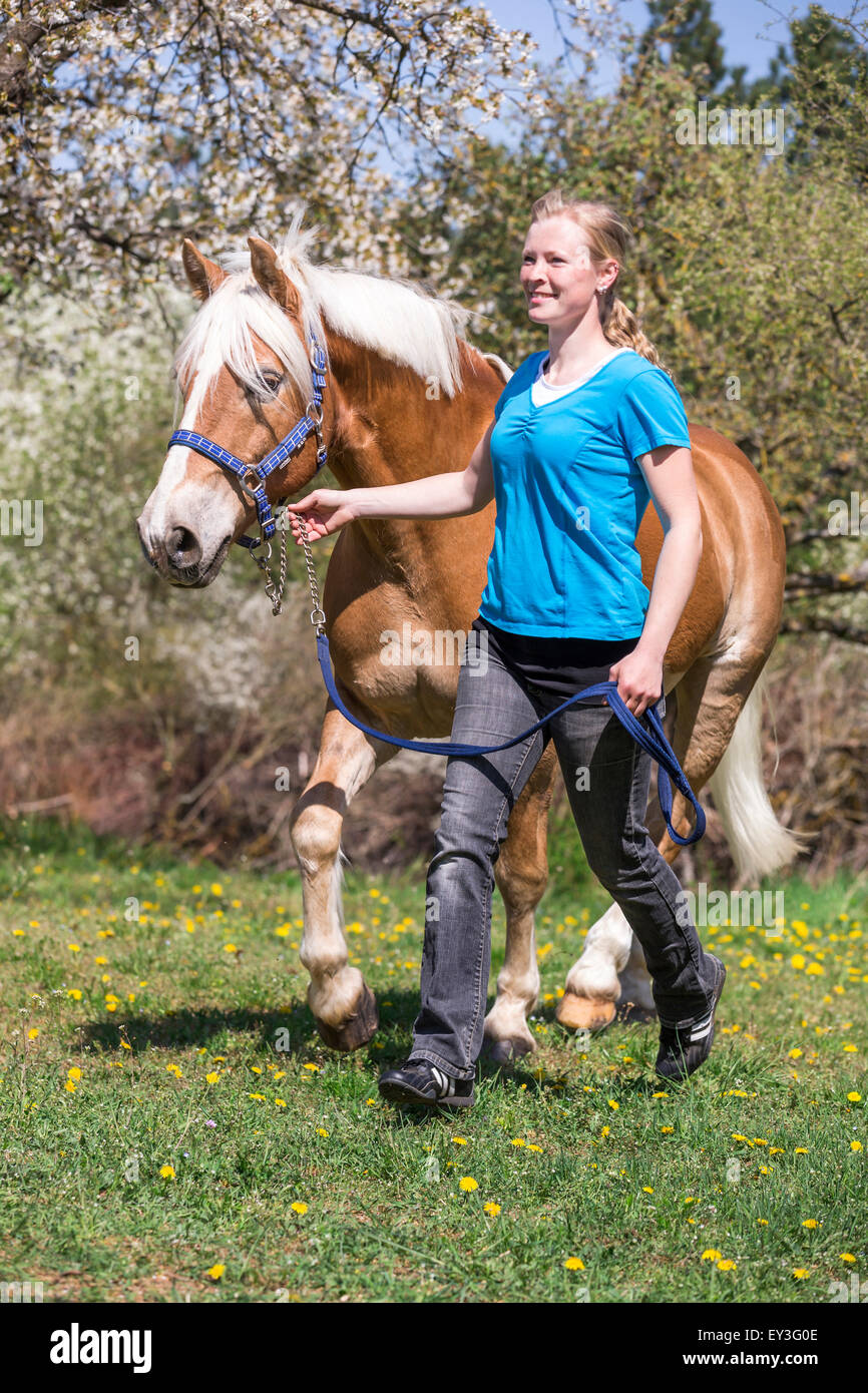 Haflinger Horse. Woman leading gelding with halter on a pasture ...
