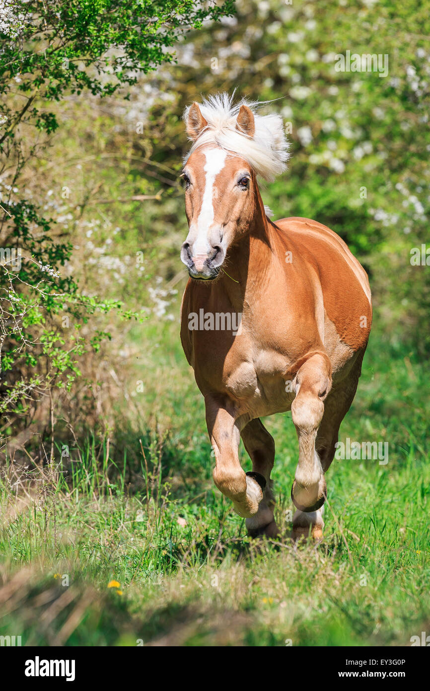 Haflinger Horse. Gelding galloping among flowering hedges. Germany ...