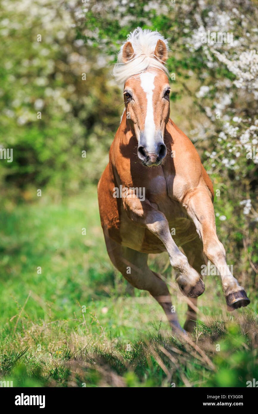 Haflinger Horse. Gelding galloping among flowering hedges. Germany ...