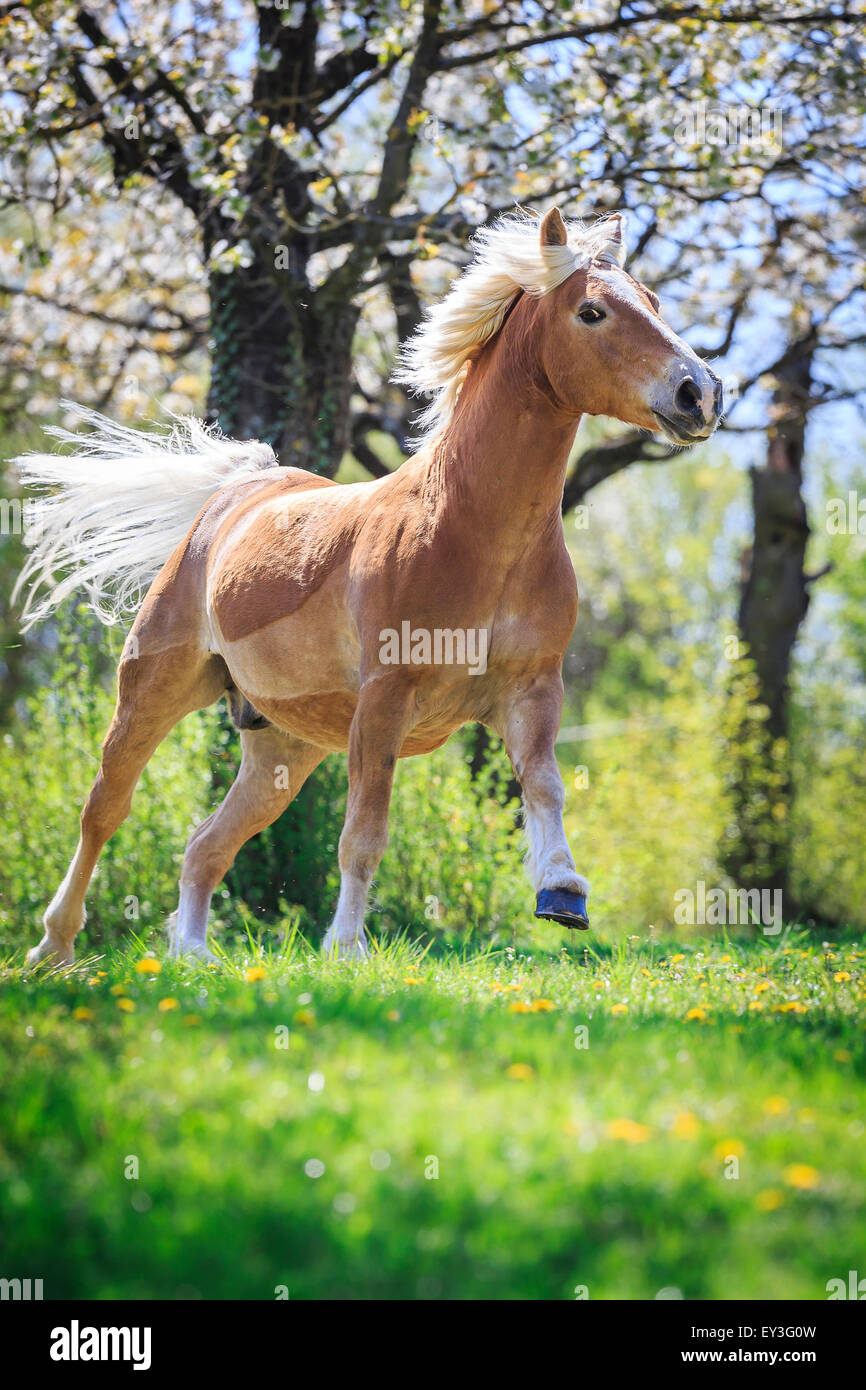 Haflinger Horse. Gelding galloping in a flowering orchard. Germany ...