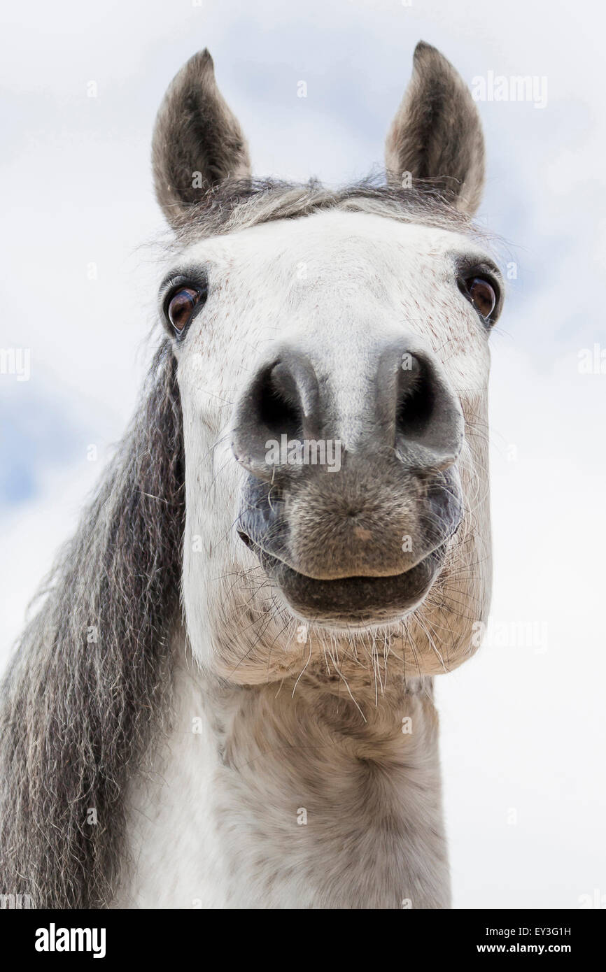 Lusitano. Portrait of gray adult. Germany Stock Photo - Alamy