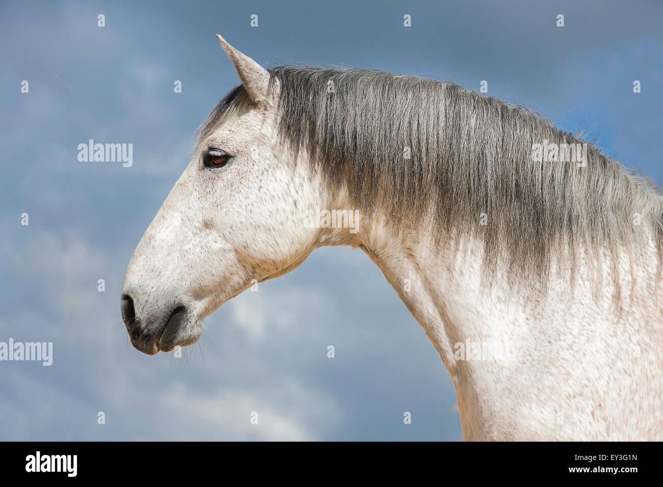 Lusitano. Portrait of gray adult. Germany Stock Photo - Alamy