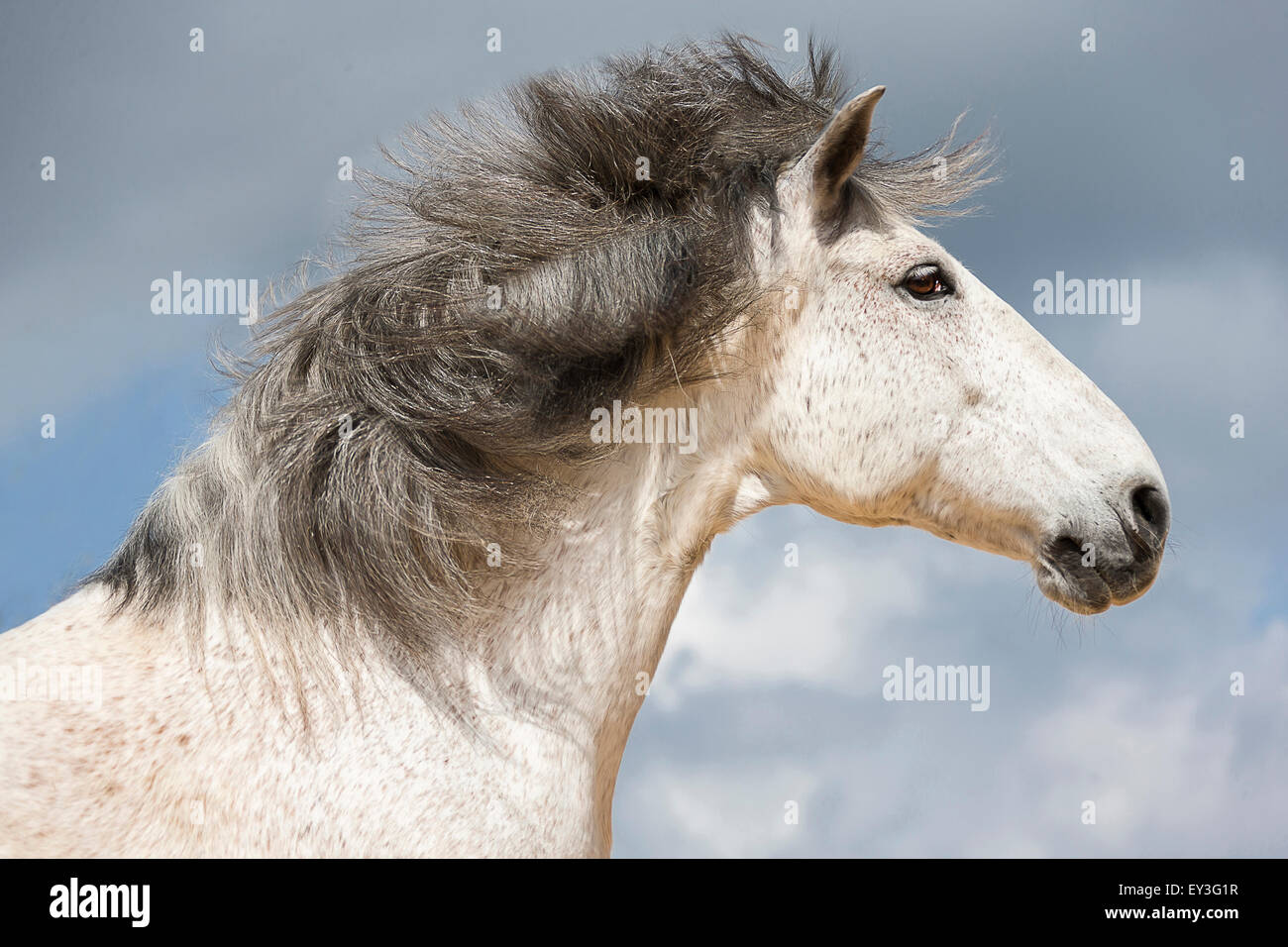 Lusitano. Portrait of gray adult with mane flowing. Germany Stock Photo ...