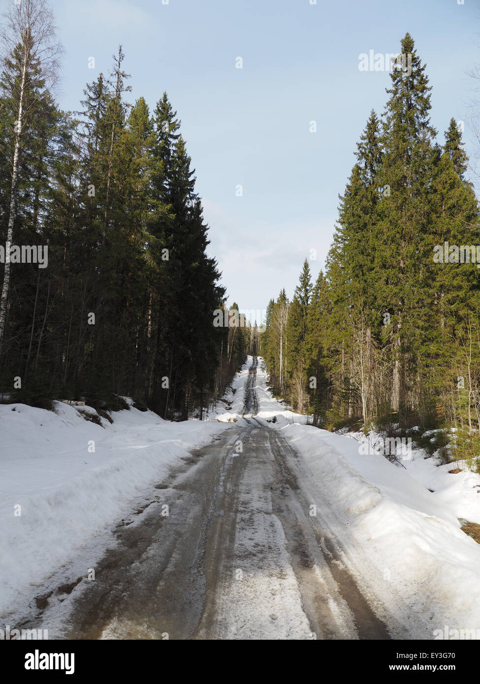 road in spring forest Stock Photo - Alamy
