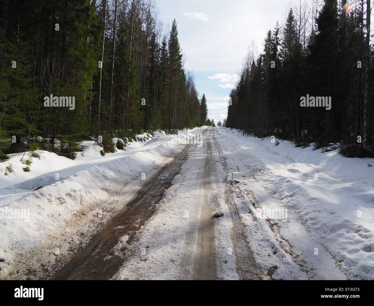 road in spring forest Stock Photo - Alamy