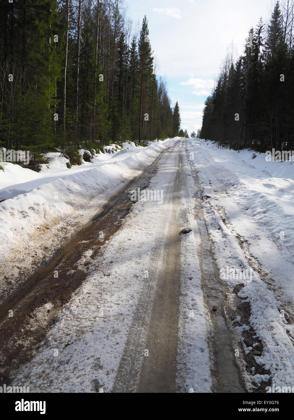 road in spring forest Stock Photo - Alamy