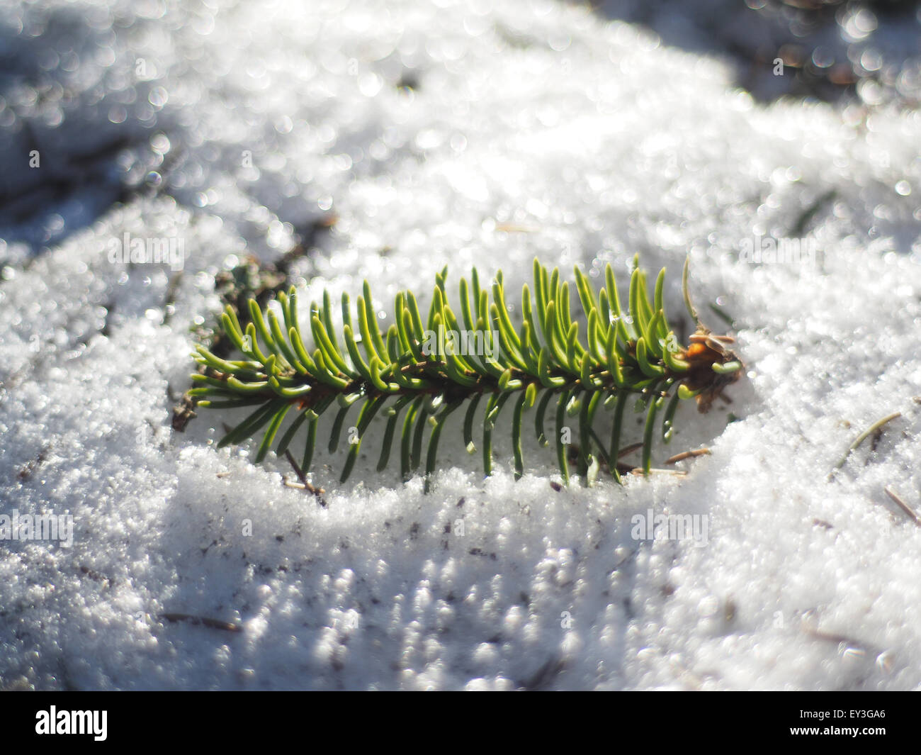 fur-tree branch in the forest Stock Photo - Alamy
