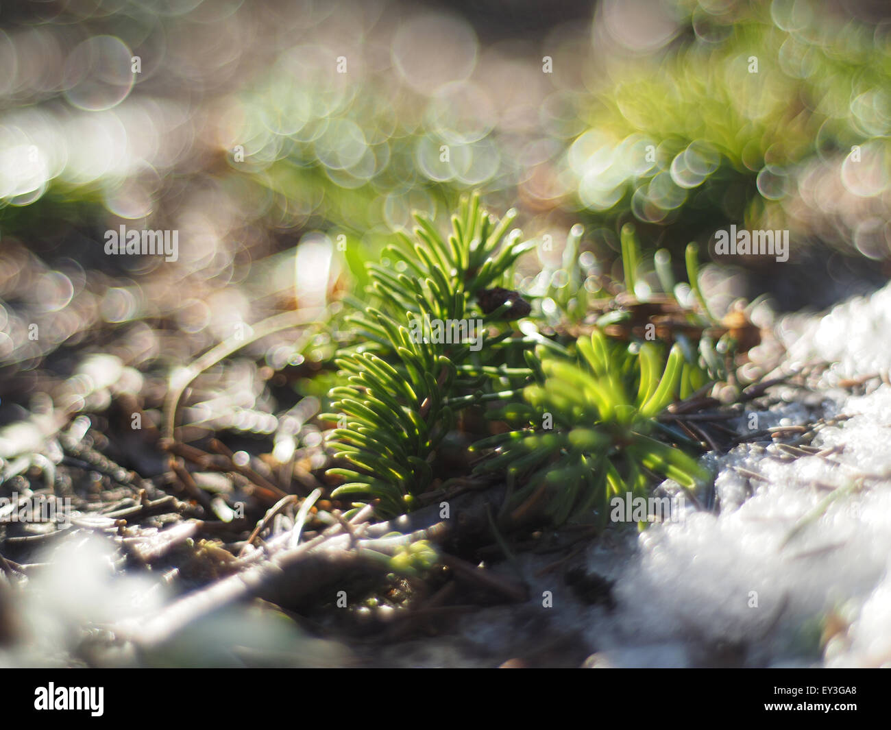 fur-tree branch in the forest Stock Photo - Alamy