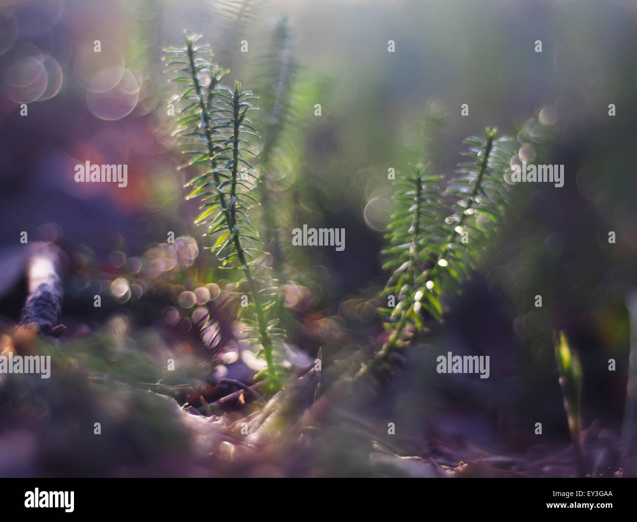 Lycopod hi-res stock photography and images - Alamy