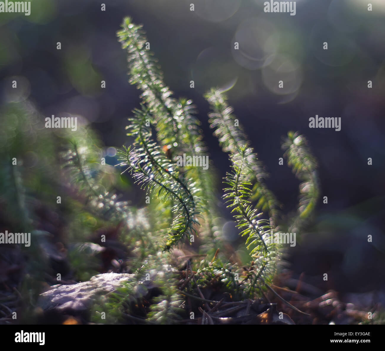 Lycopod hi-res stock photography and images - Alamy